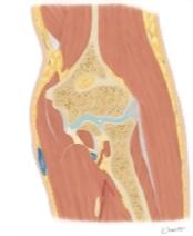 Cross Section of the Elbow: Coronal View