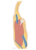Cross Section of the Elbow: Sagittal View