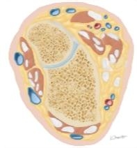 Cross Section of the Forearm: Axial View