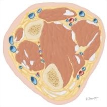 Cross Section of the Forearm: Axial View