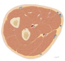Cross Section of the Forearm: Axial View