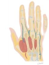 Cross Section of the Hand: Coronal View