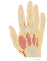 Cross Section of the Hand: Coronal View