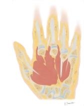 Cross Section of the Hand: Coronal View
