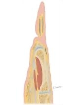 Cross Section of the Hand: Coronal View