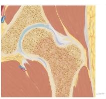 Cross Section of the Hip: Coronal Oblique View
