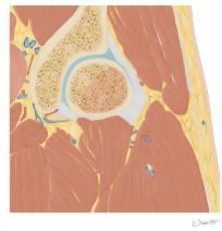 Cross Section of the Hip: Coronal View