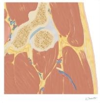 Cross Section of the Hip: Coronal View