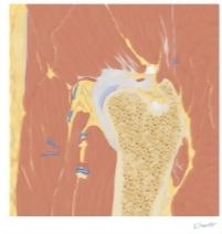 Cross Section of the Hip: Sagittal View