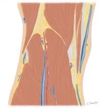 Cross Section of the Knee: Coronal View
