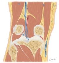 Cross Section of the Knee: Coronal View