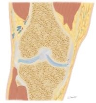 Cross Section of the Knee: Coronal View