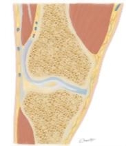 Cross Section of the Knee: Coronal View