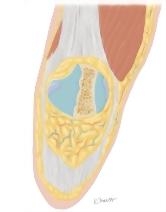 Cross Section of the Knee: Coronal View