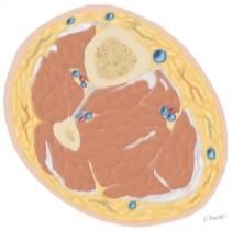Cross Section of the Leg: Axial View