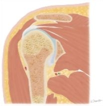 Cross Section of the Shoulder: Coronal View