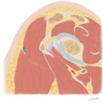 Cross Section of the Shoulder: Sagittal View