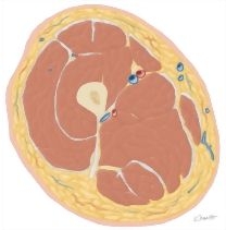 Cross Section of the Thigh: Axial View