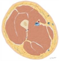 Cross Section of the Thigh: Axial View