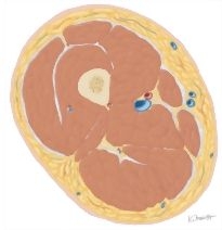 Cross Section of the Thigh: Axial View