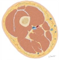 Cross Section of the Thigh: Axial View