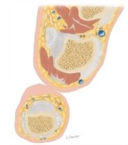 Cross Section of the Thumb: Axial View