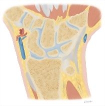 Cross Section of the Wrist: Coronal View