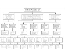 Antibody-Mediated (Glomerulonephritis) GN
