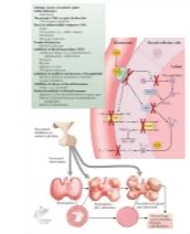 Etiology of Nontoxic Goiter