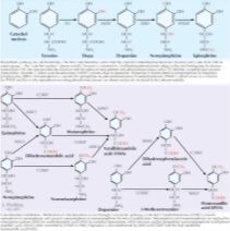 Catecholamine Synthesis, Storage, Secretion, Metabolism, and Inactivation