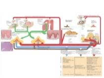 Cushing Syndrome: Pathophysiology