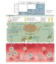 Hypertriglyceridemia