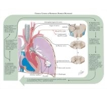 Chemical Control of Respiration (Feedback Mechanism)