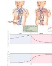 Physiology of the Perinatal Pulmonary Circulation