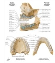 Dental Eruption Teeth