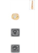 Cross Section of the Finger: Axial View
