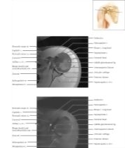 Cross Section of the Shoulder: Axial View