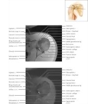 Cross Section of the Shoulder: Axial View