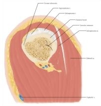 Cross Section of the Shoulder: Sagittal View