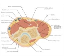 Cross Section of the Elbow: Axial View