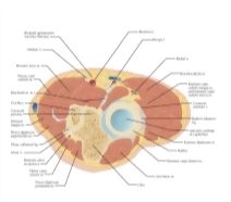 Cross Section of the Elbow: Axial View