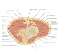 Cross Section of the Elbow: Axial View