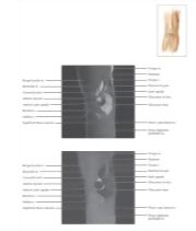 Cross Section of the Elbow: Sagittal View
