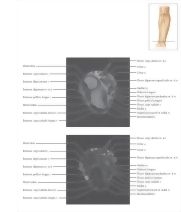Cross Section of the Forearm: Axial View