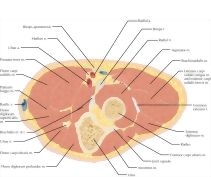 Cross Section of the Elbow: Axial View