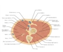 Cross Section of the Elbow: Axial View