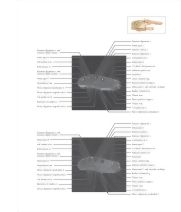 Cross Section of the Hand: Axial View