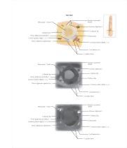 Cross Section of the Finger: Axial View