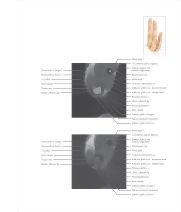 Cross Section of the Thumb: Axial View