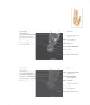 Cross Section of the Thumb: Axial View